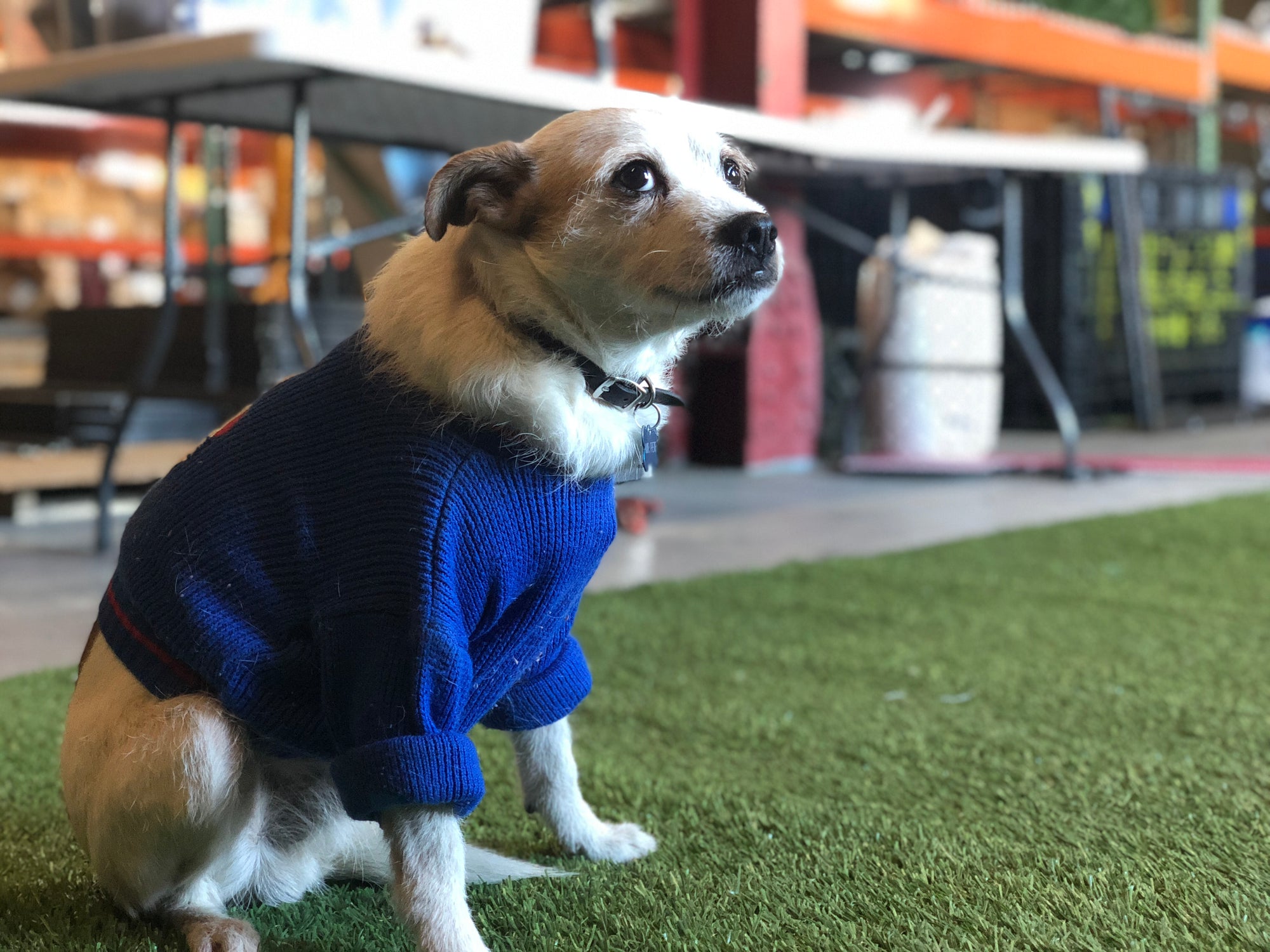 Petey Dog | Slippy | Freaker USA